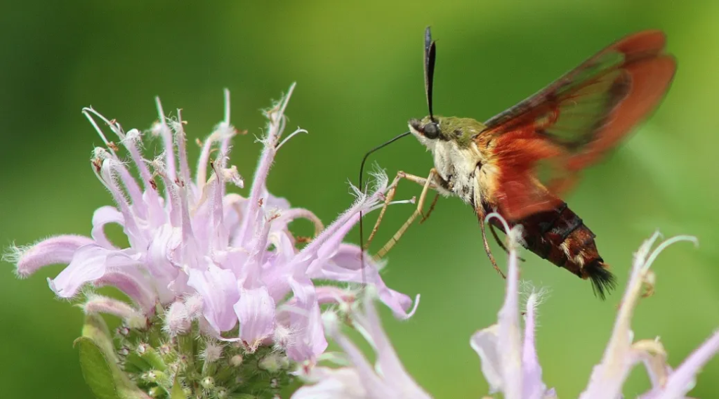 Soil and Water Conservation District – Pollinators – Knox County, Ohio